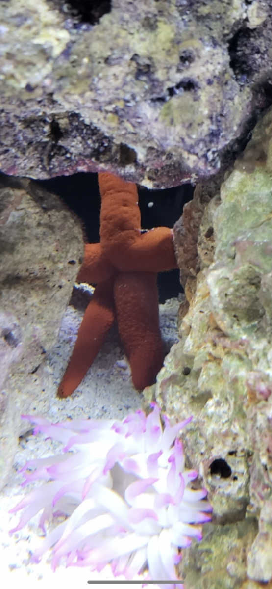 Bloated Starfish | Reef2Reef