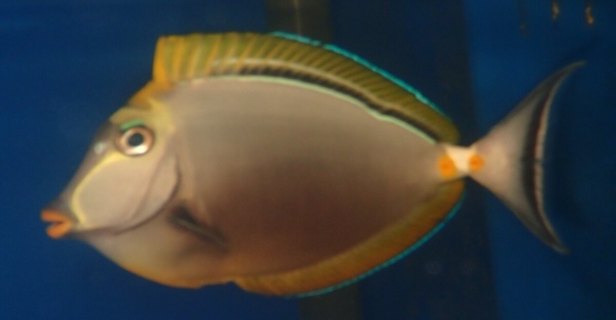Florida - Live Goods - SPONSOR - Baby Nasos $90 (plus shipping), Baby ...