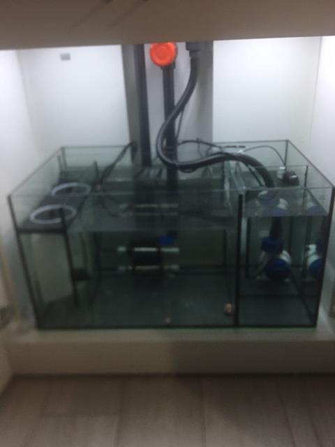 Build Thread - My First Saltwater Tank - Waterbox Marine X 90.3 Build ...