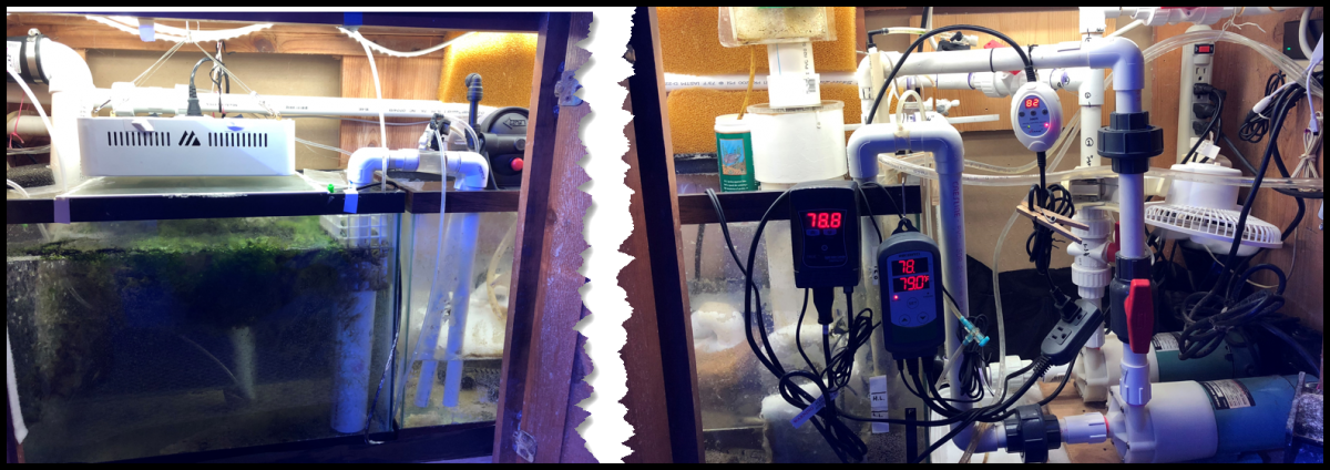 Equipment: Choosing Your Sump | Reef2Reef