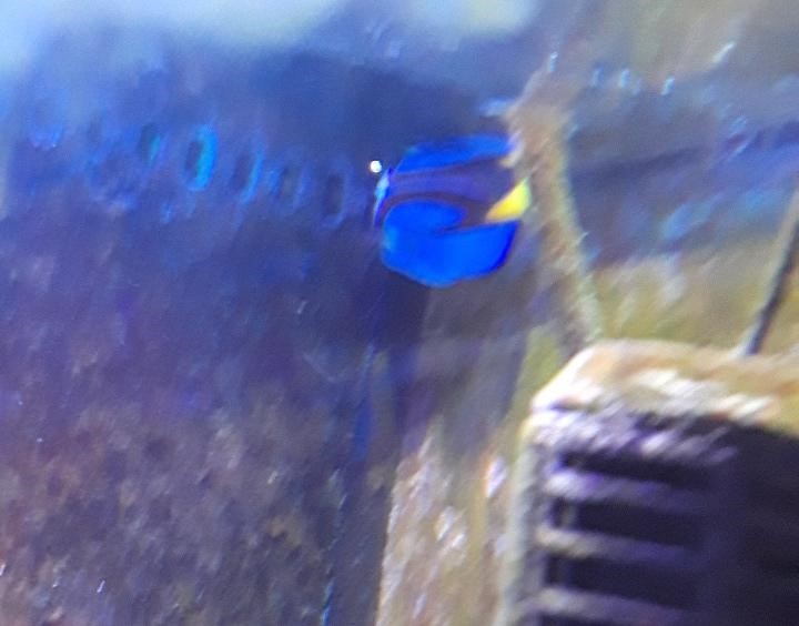 why do fish get very thin and die? | Reef2Reef