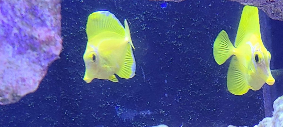 Yellow tang HLLE recovery/ fin issue | Reef2Reef