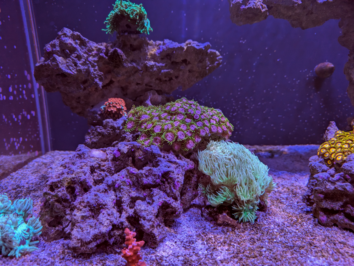 Alve/Goni Garden Placement | Reef2Reef