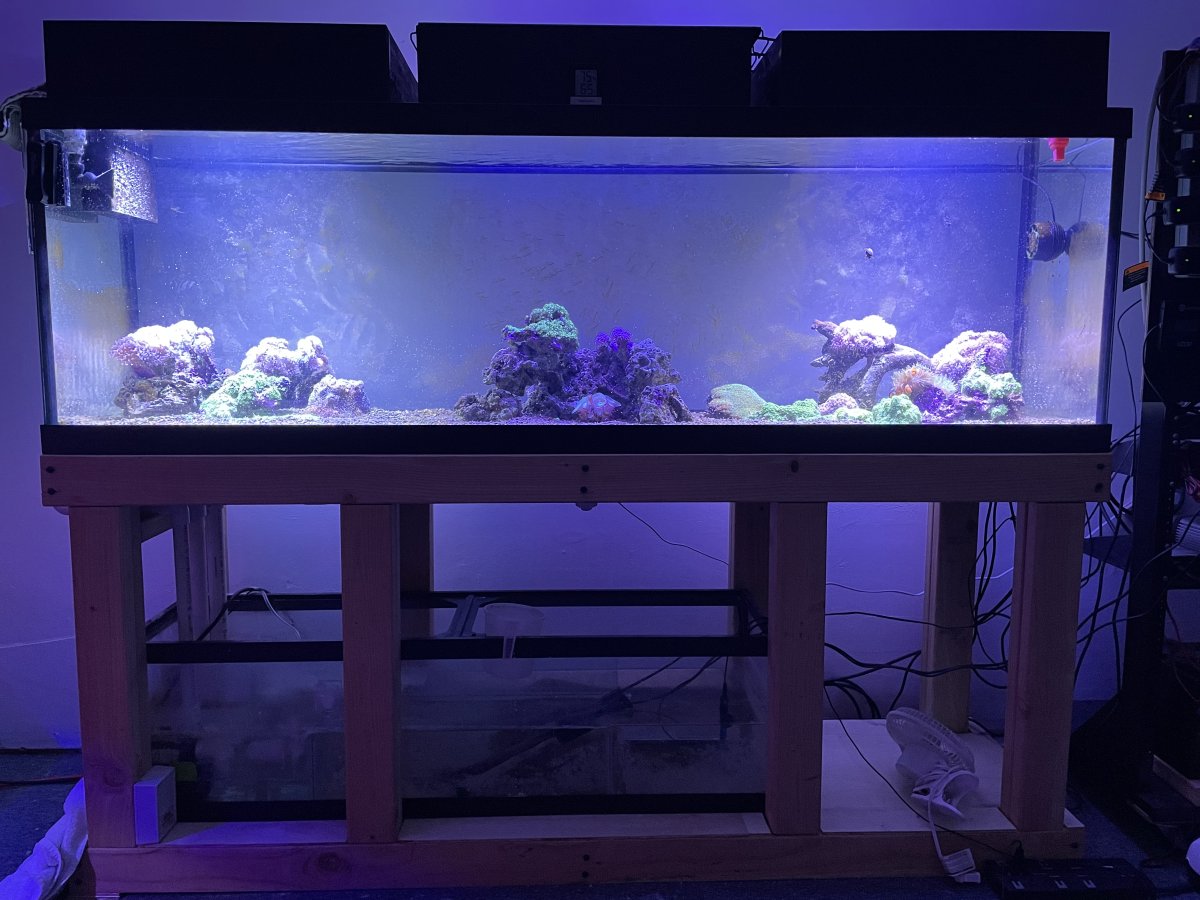 A Reef Rejuvenation Diary | Reef2Reef
