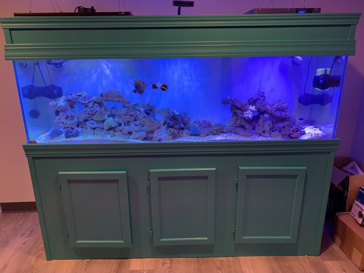 Photoshop corals into your tank | Reef2Reef