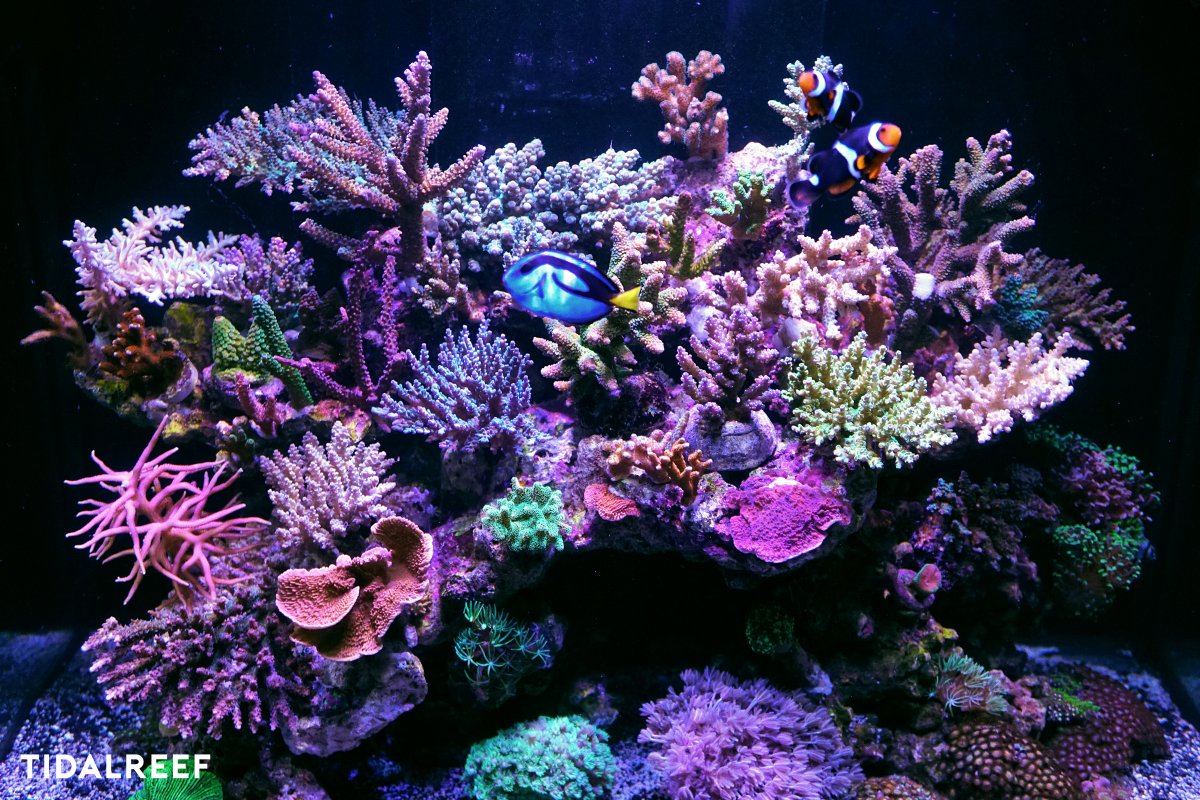 Build Thread - Tidal Reef | Page 7 | Reef2Reef