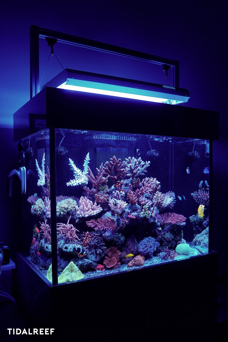 Build Thread - Tidal Reef | Reef2Reef