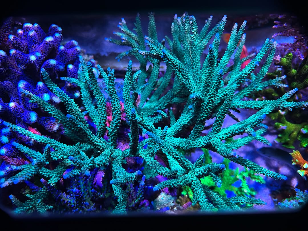North Carolina - Live Goods - LobsterOfJustice aka Rebel Reef's SPS ...