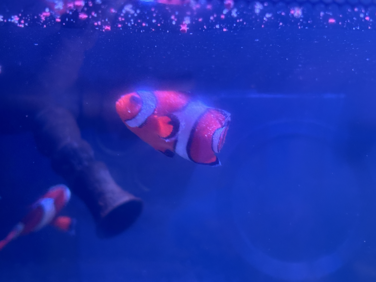 Is this velvet on my clownfish? | Reef2Reef