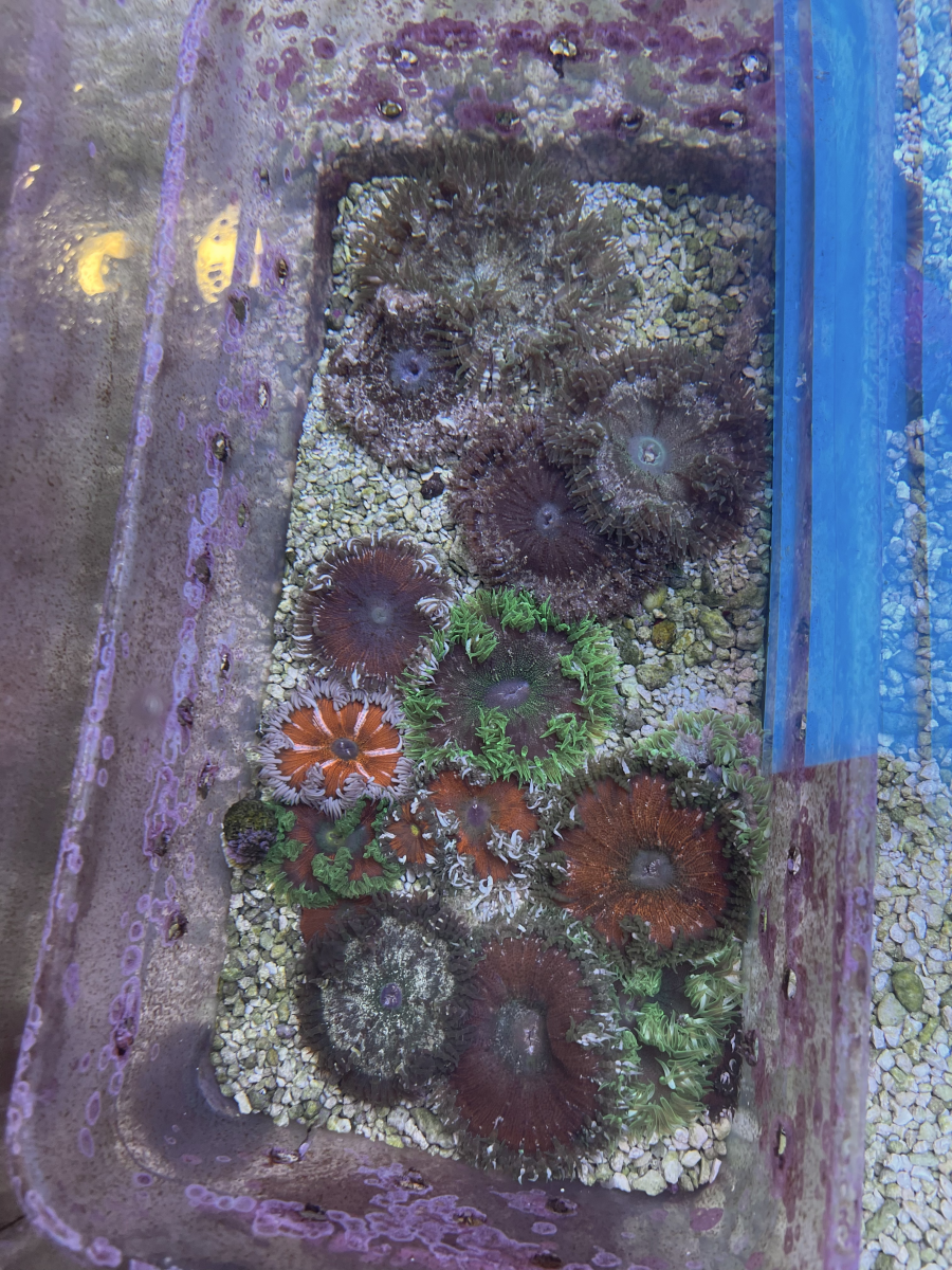 Show off your Rock Flower Anemone(s)!!! | Page 5 | REEF2REEF Saltwater ...