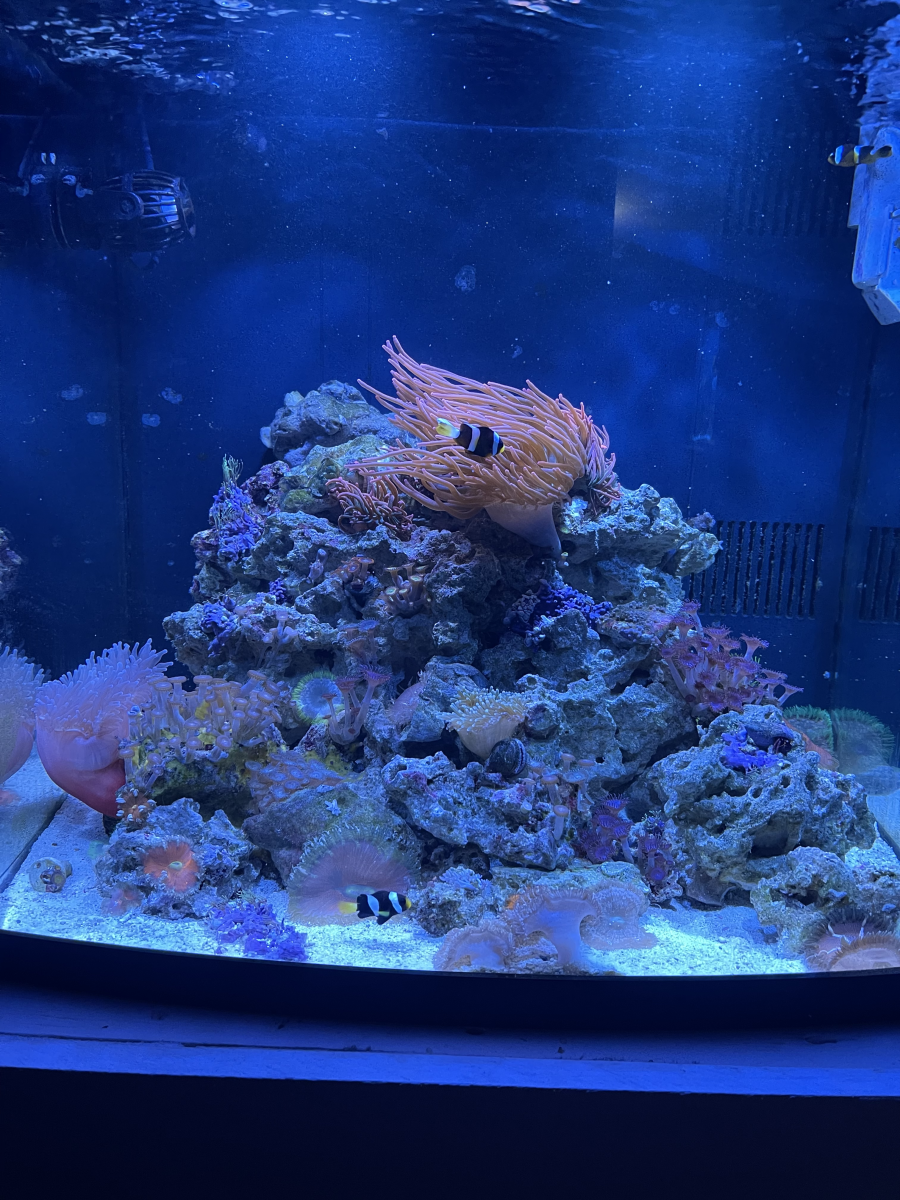 Mixed Nem species nano tank | Reef2Reef
