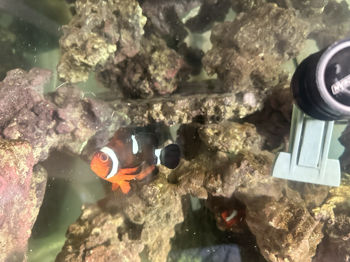my clownfish has popeye not sure what is the best course of action ...