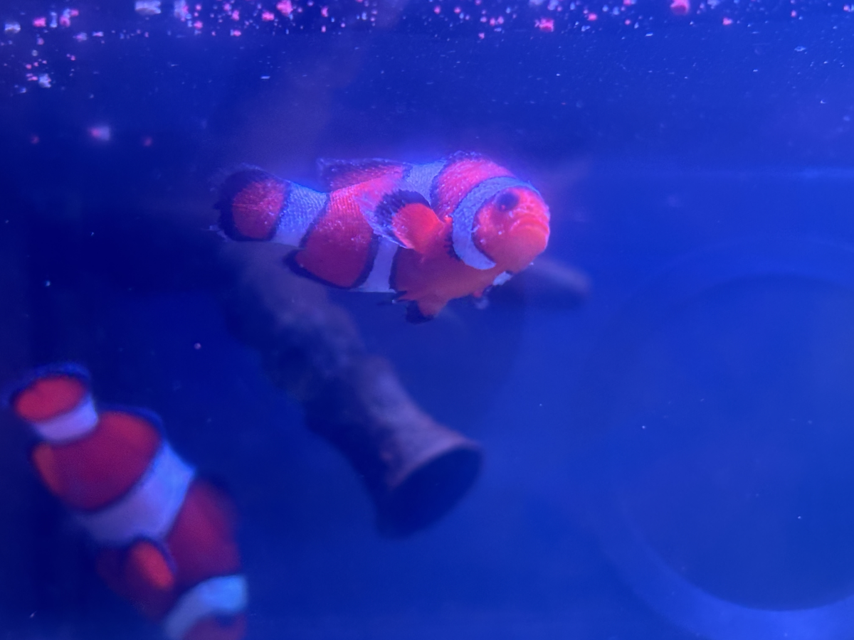 Is this velvet on my clownfish? | Reef2Reef