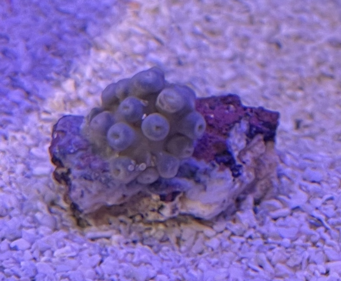 Zoa Pox? | Reef2Reef