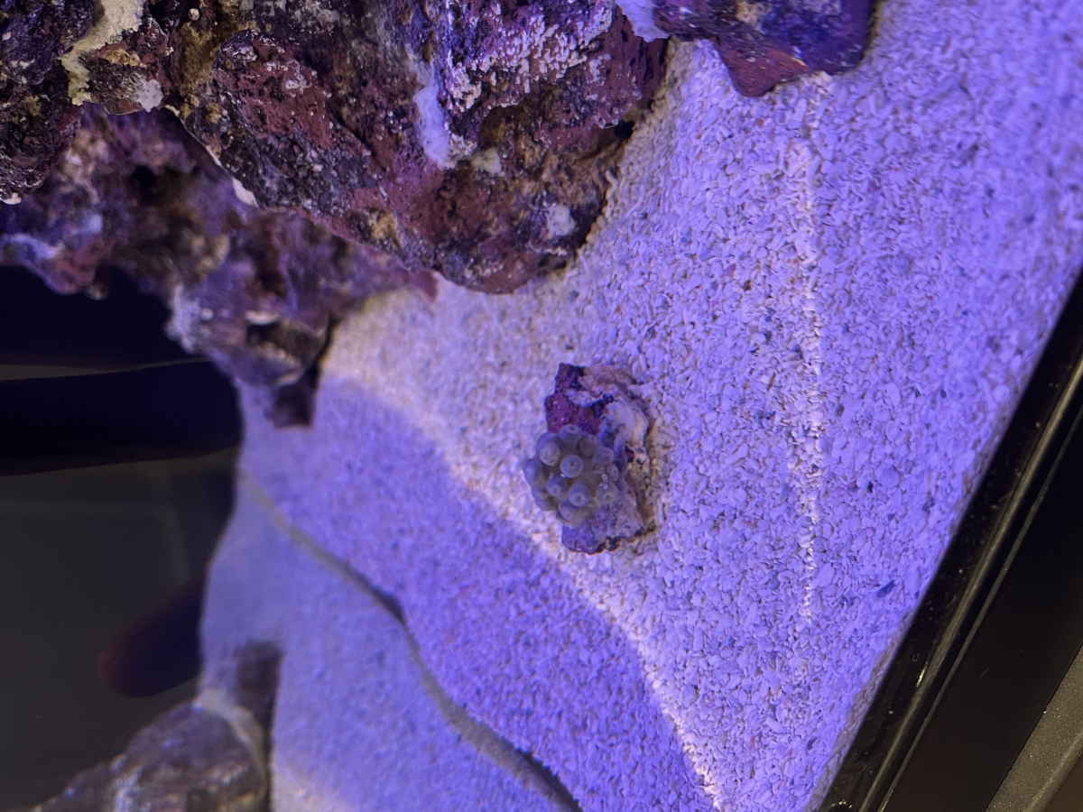 Zoa Pox? | Reef2Reef