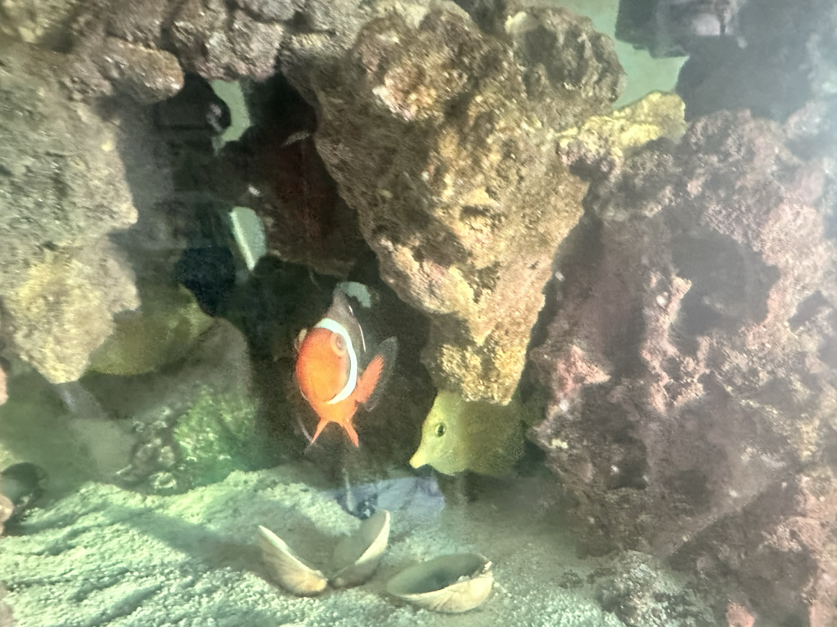 my clownfish has popeye not sure what is the best course of action ...