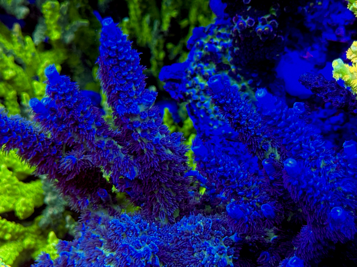 Live Goods - Free Frag with EVERY ORDER!! Prices Slashed! You HAVE TO ...