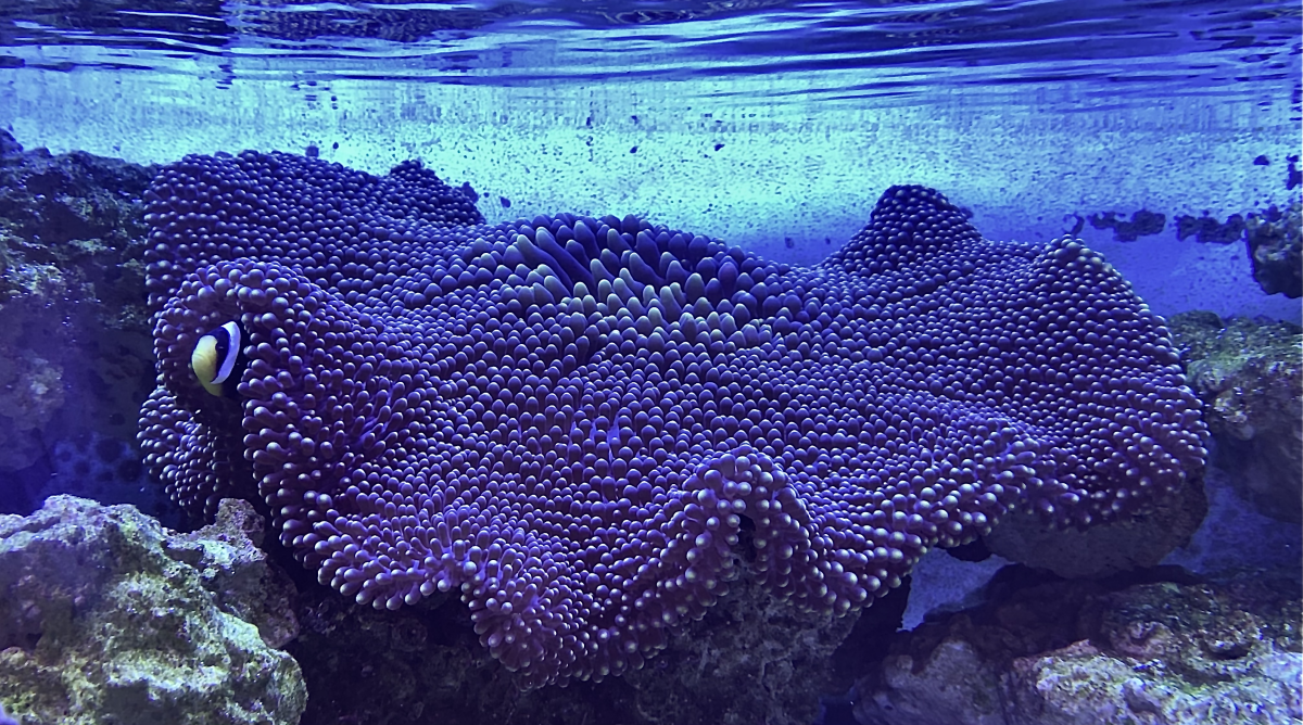 Mixed Nem species nano tank | Reef2Reef