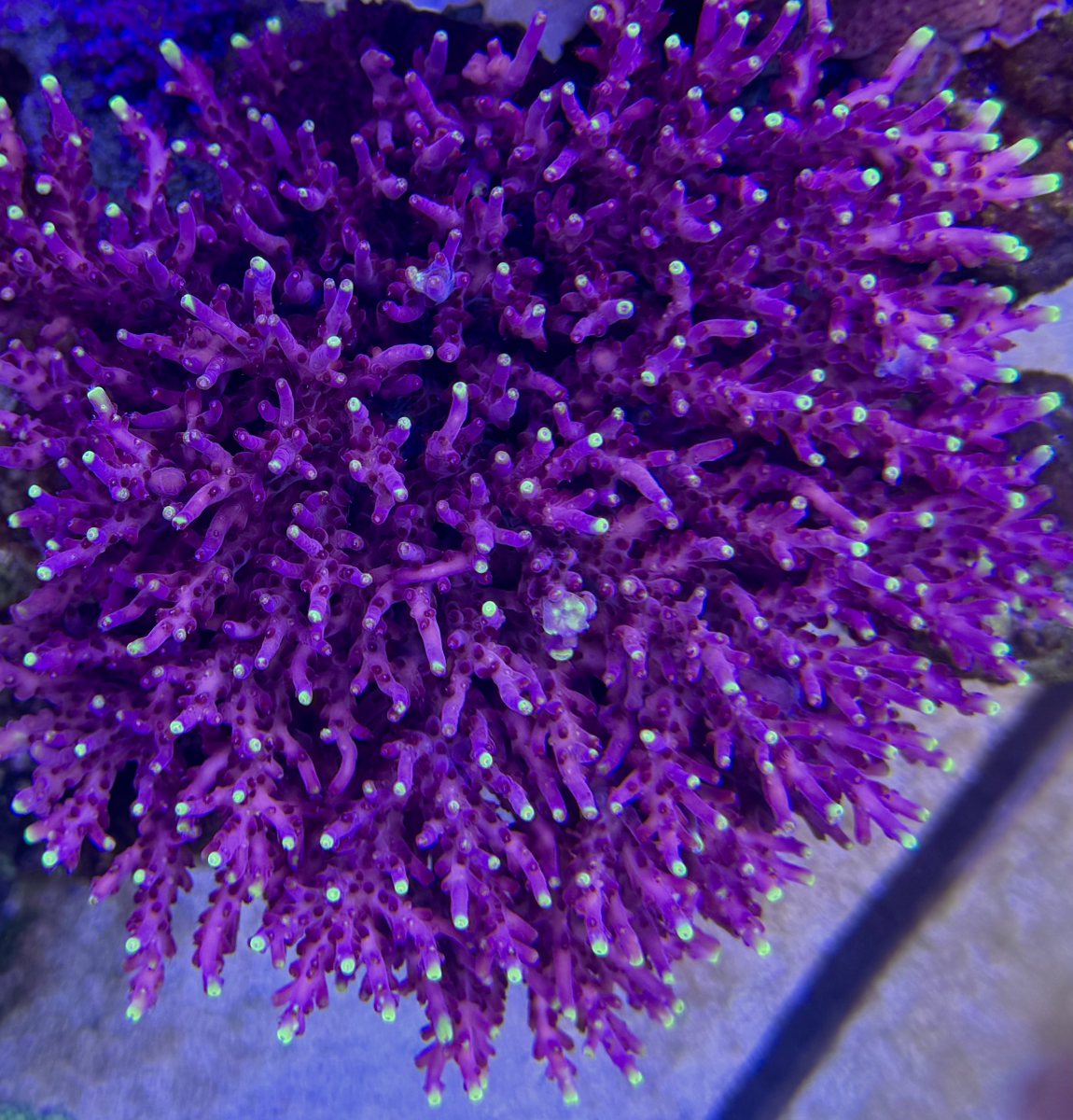 Live Goods - Free Frag with EVERY ORDER!! Prices Slashed! You HAVE TO ...