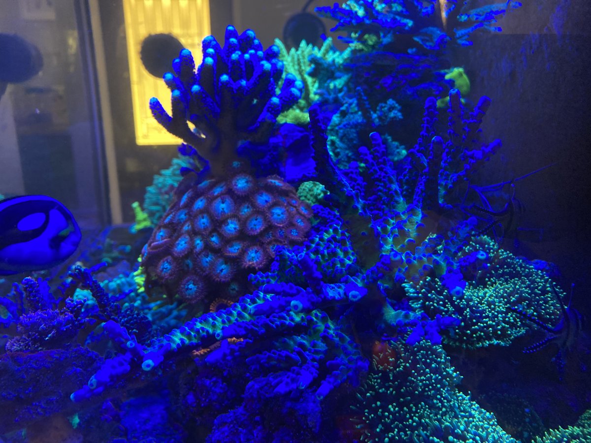 What are you dosing to keep No3 steady for your SPS dominated tank ...