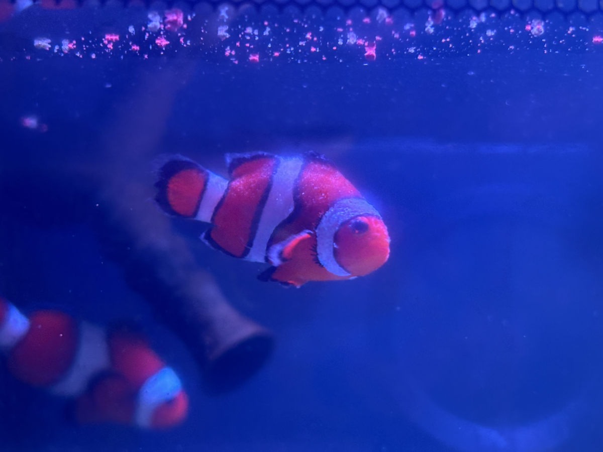 Is this velvet on my clownfish? | Reef2Reef
