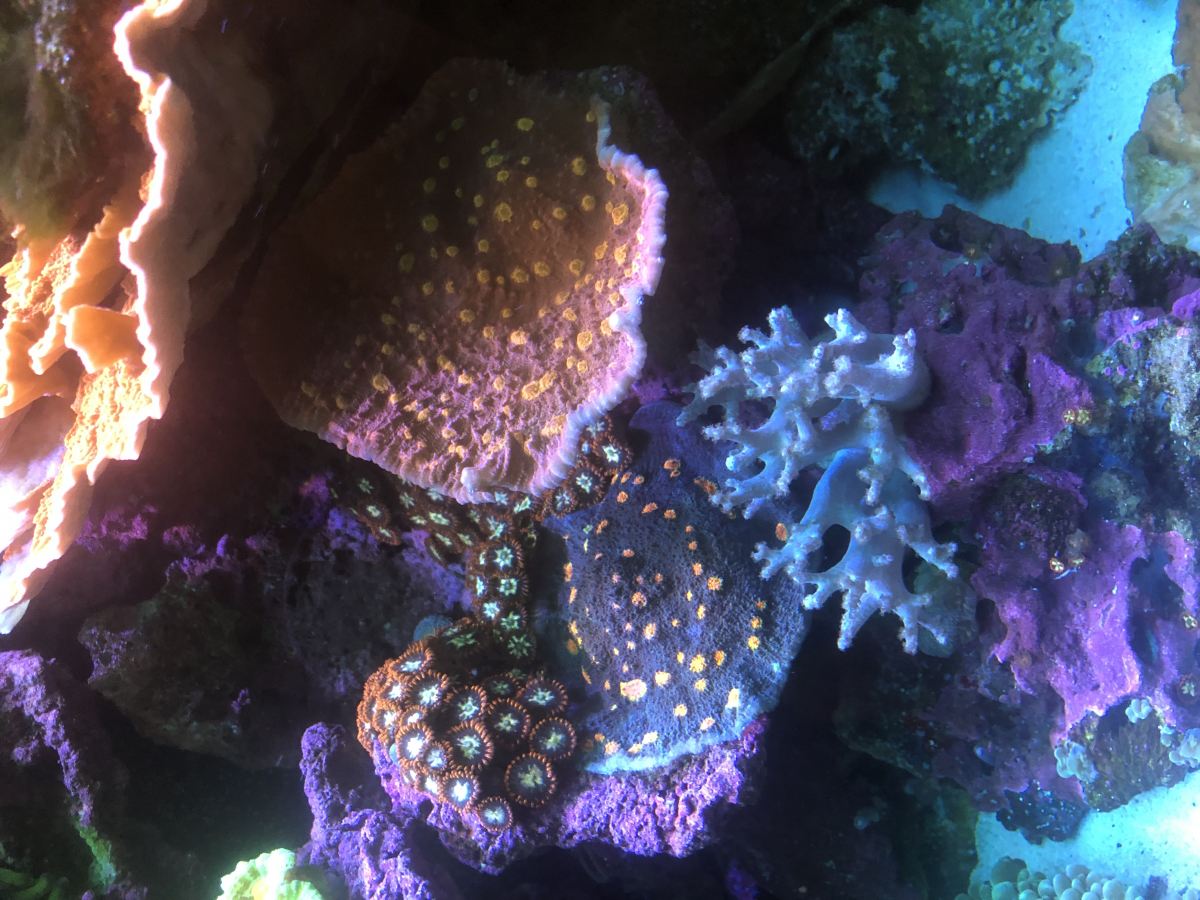 POST A PIC... of smthg you bought as a tiny frag that's now H U G E ...