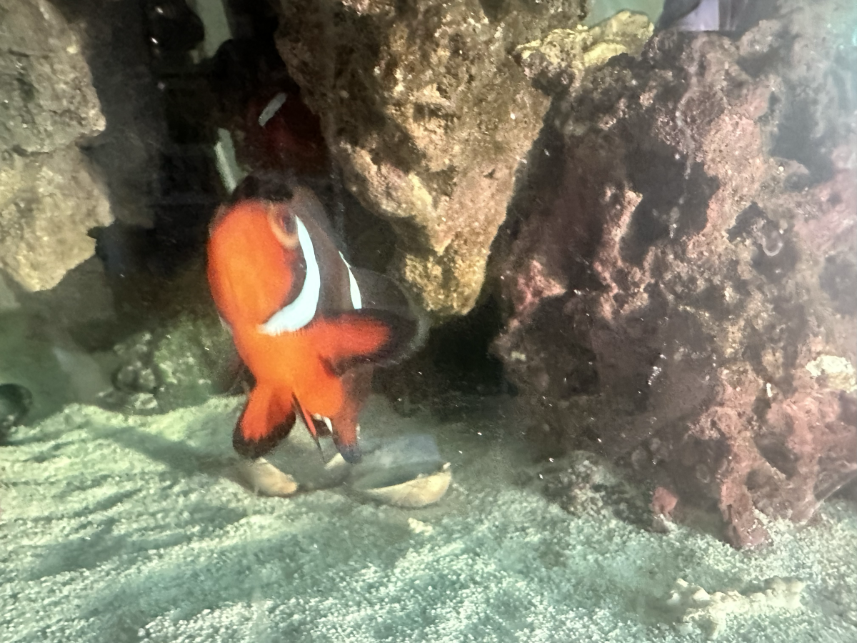 my clownfish has popeye not sure what is the best course of action ...