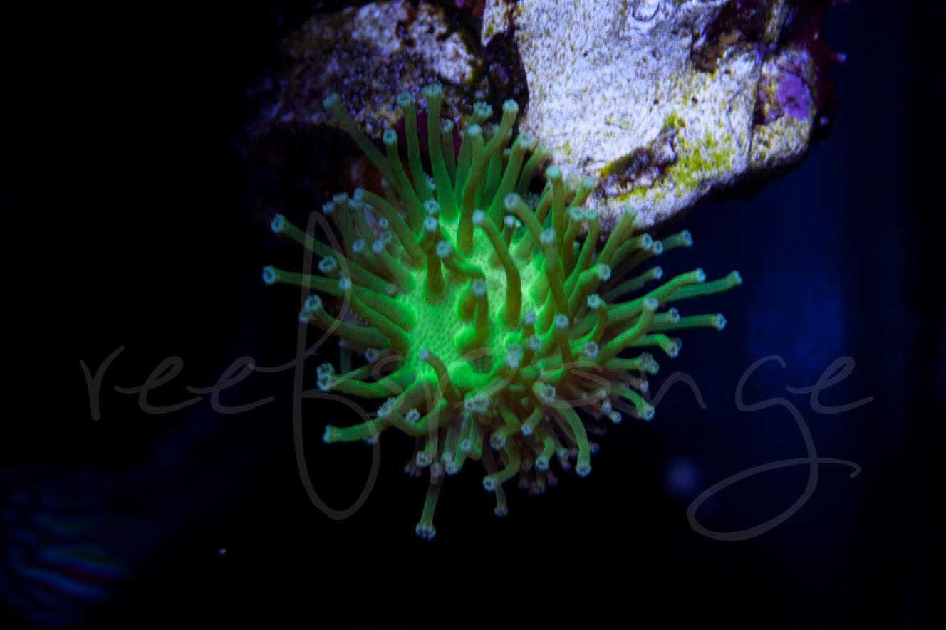 Cube Build - ~reefsponge's 135g~ | Reef2Reef
