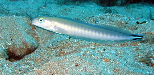 Flagtail Tilefish | Reef2Reef