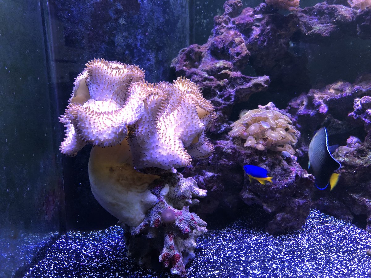 Let's see some of those soft corals!!!! | Page 29 | Reef2Reef