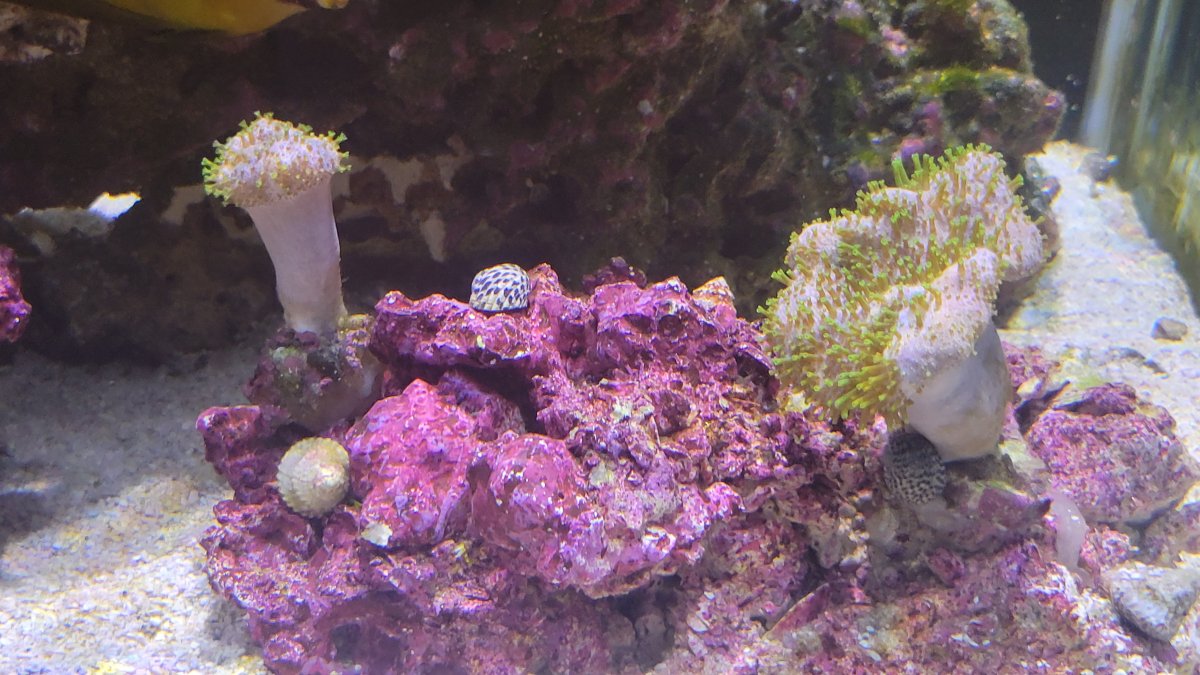 Large Build - Bale's 180g Tank | Reef2Reef
