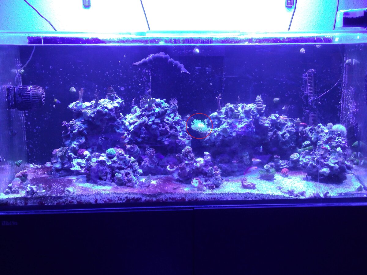 How fast did your toadstool grow? | Page 3 | Reef2Reef