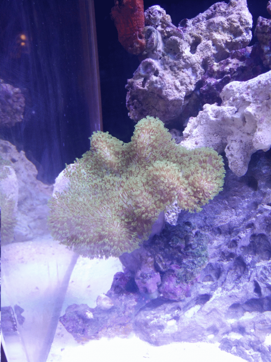 Build Thread - ReeferReefer's SeaClear System II - 95 Gallon Reef ...
