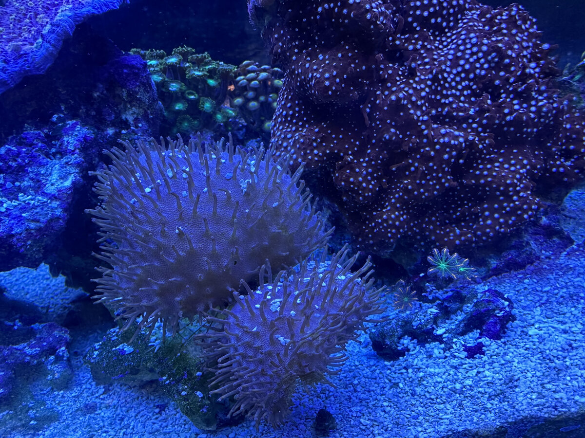Is my Toadstool going to make it? | Page 2 | Reef2Reef