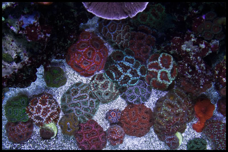 Show us your Acan garden | Reef2Reef