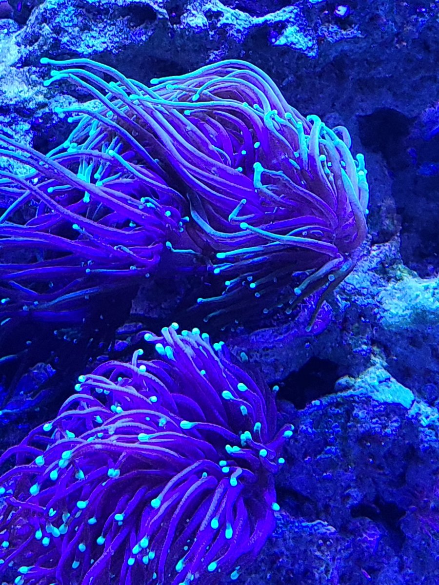 Large Build - The House of Orange | Page 35 | Reef2Reef