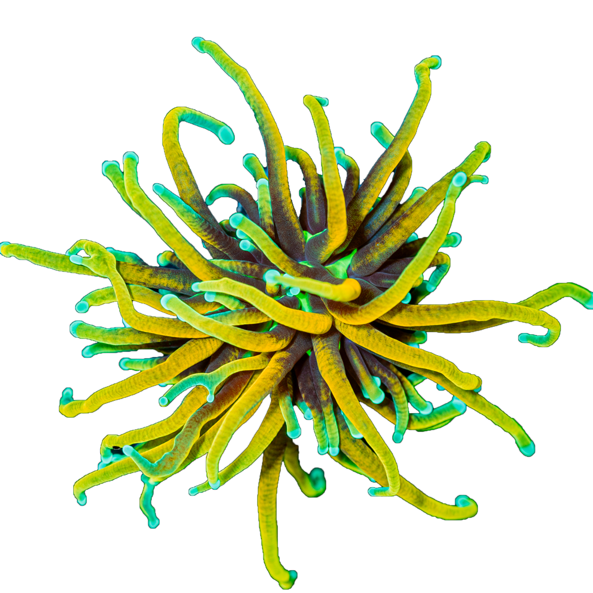 RIPTIDE AQUACULTURE| TIKI Madness Live Sale 2024|Mega Giveaway!|$5 ...