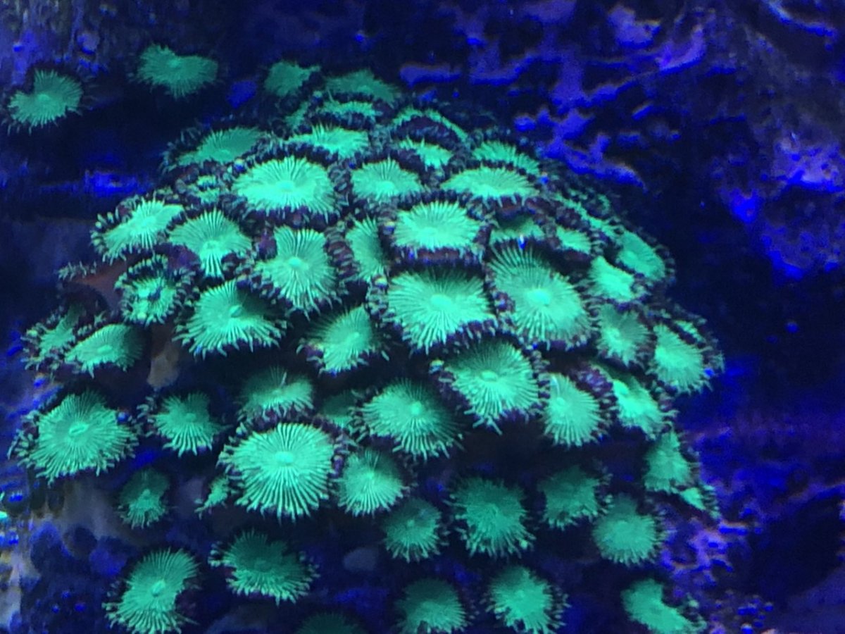 Eye Candy: The most photogenic fish thread | Page 17 | REEF2REEF ...