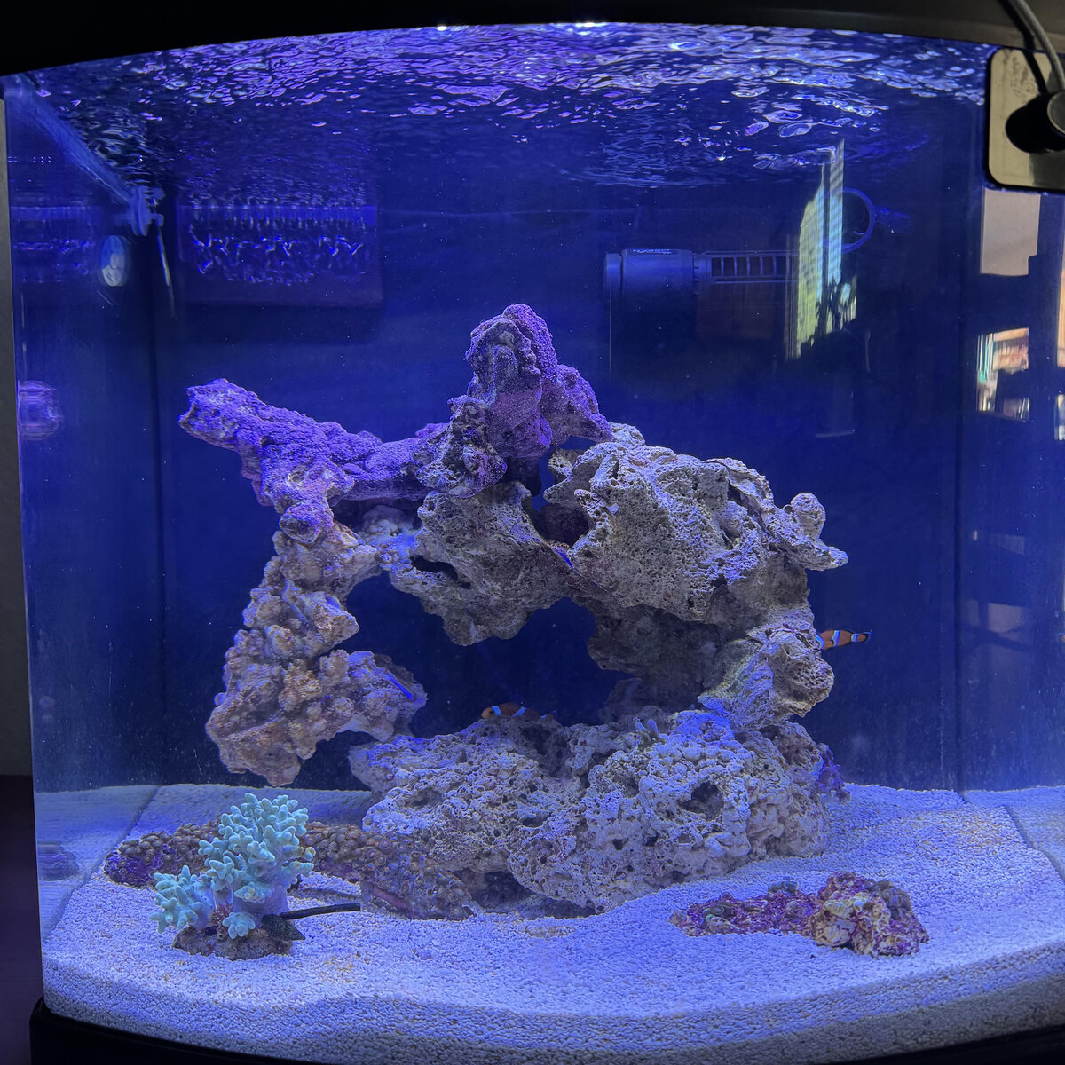 Build Thread - 24 Gallon JBJ Nano- First Tank | Reef2Reef