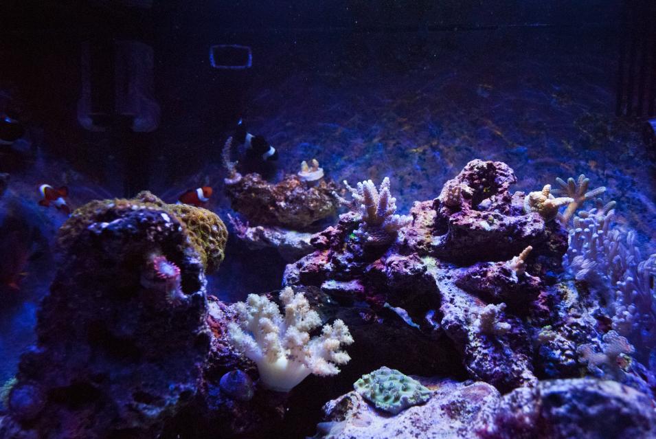 AIO Build - My first tank 29g Coralife Biocube | Page 4 | REEF2REEF ...