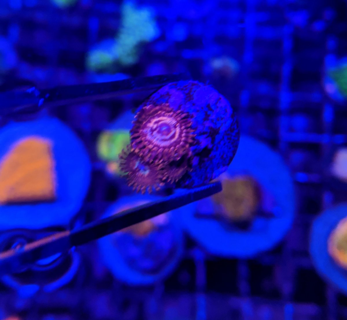 Kentucky - Mid and high end zoas (gmk, rainbow eclipse, aphrodite, soul ...