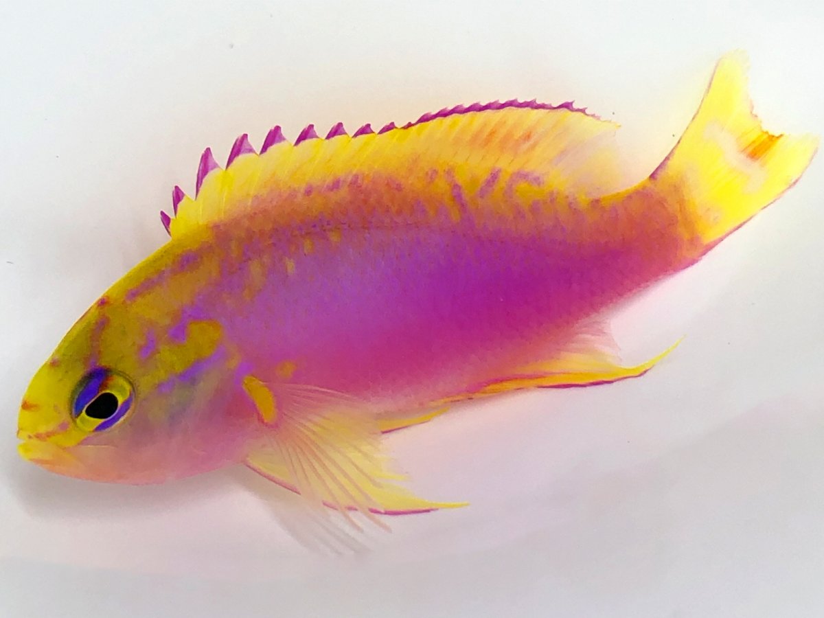 CONDITIONED FISH! RARE WRASSE COLLECTOR ALERT! Bell's, Johnson's, Earle ...