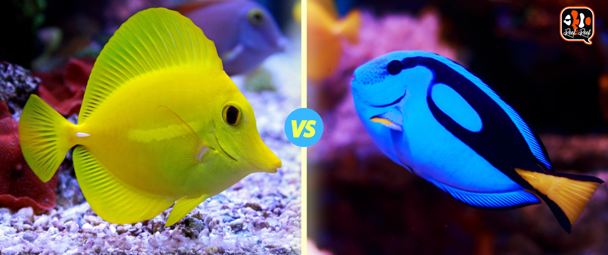 VERSUS - POLL - Tangling Tangs: Yellow vs. Blue! | Reef2Reef