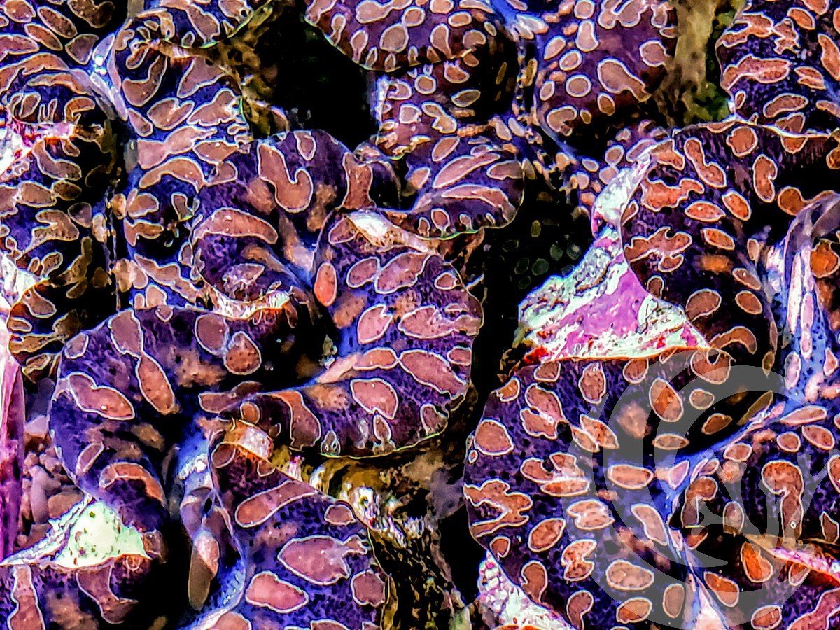 Clam Specials | Reef2Reef