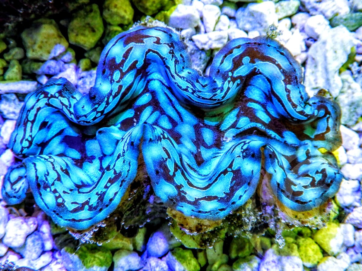Super Blue Squamosa Clams Available | Reef2Reef