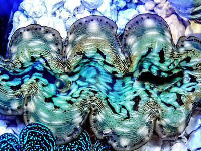 Clam colors store