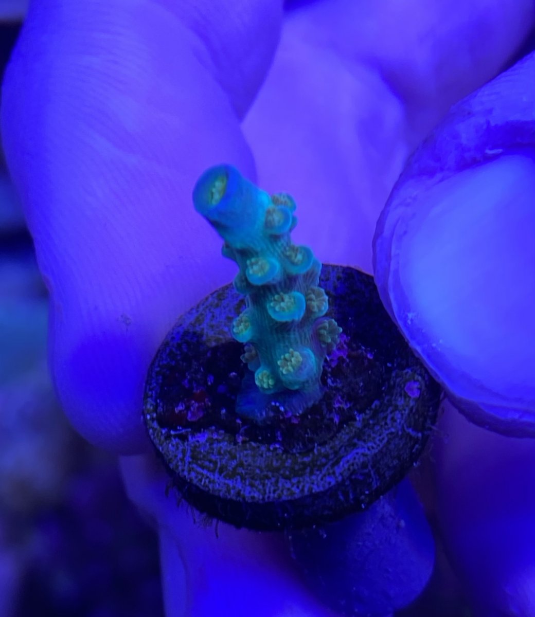 Illinois - Price Drop: Nice Acro Frags! | Reef2Reef