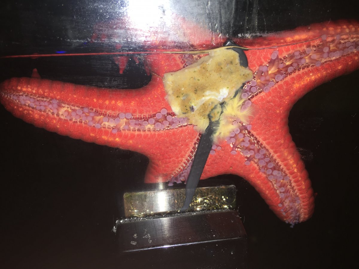 Is this starfish wasting away? | Reef2Reef
