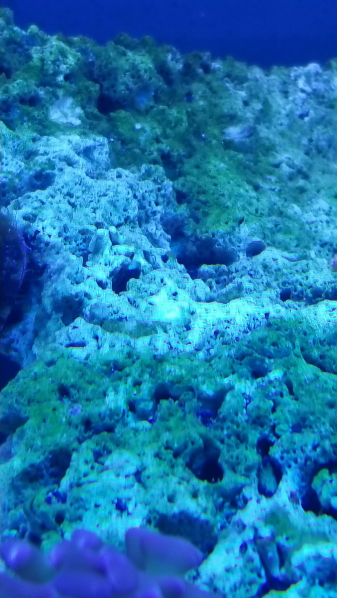 Algae turning into a hard white substance? | Reef2Reef