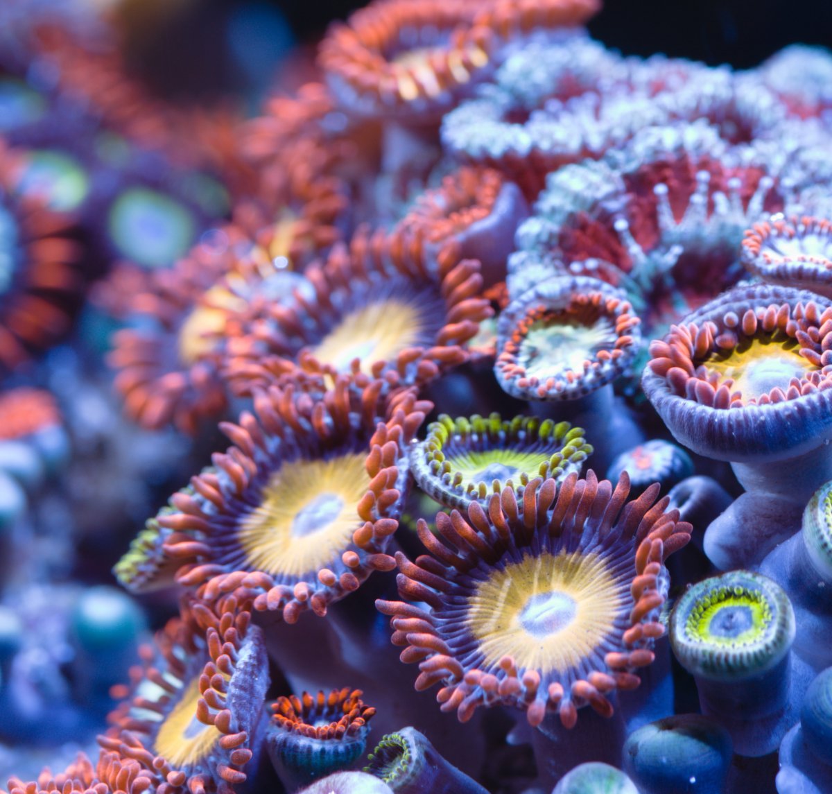 reef-pi :: An opensource reef tank controller based on Raspberry Pi ...